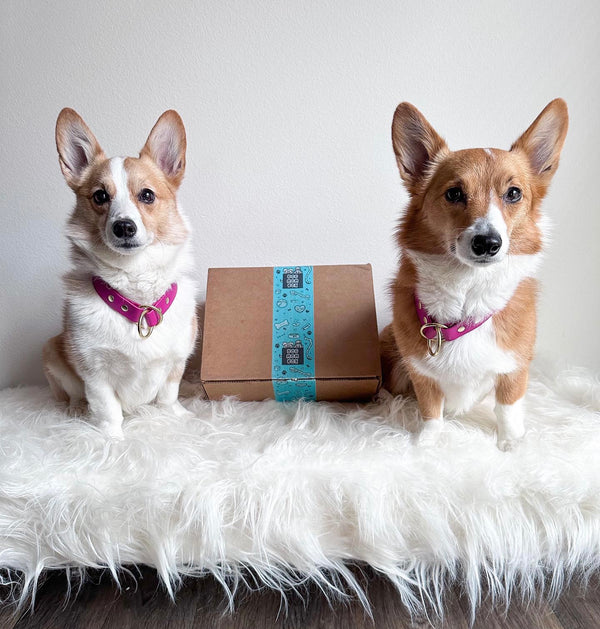 2 Dog - Dog Mom Box